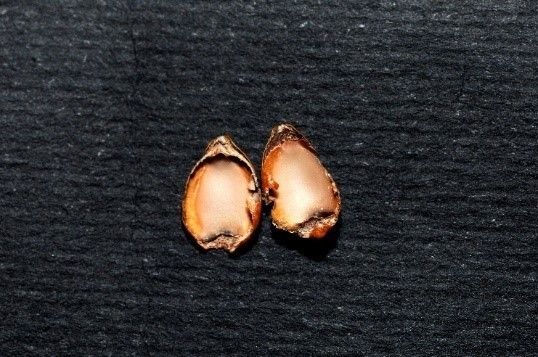 QBG - Germination Program